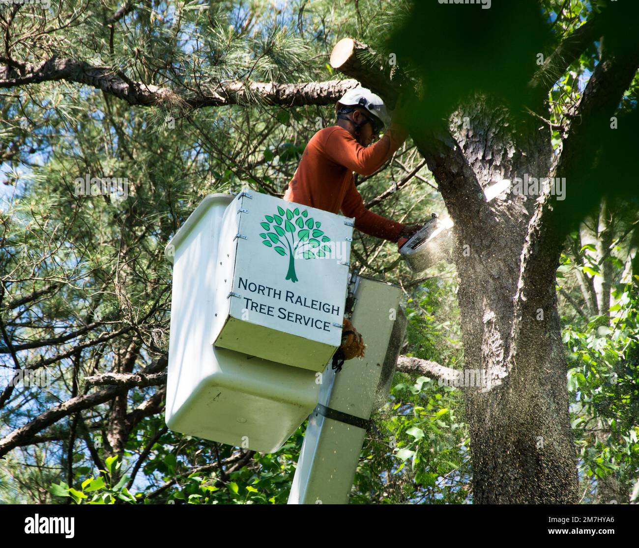 Tree cutter cutting part of a limb from a tree (NC State, May 18th ...
