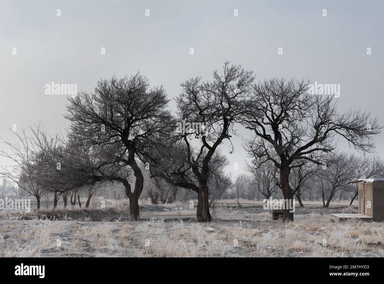 Trees in winter Stock Photo - Alamy