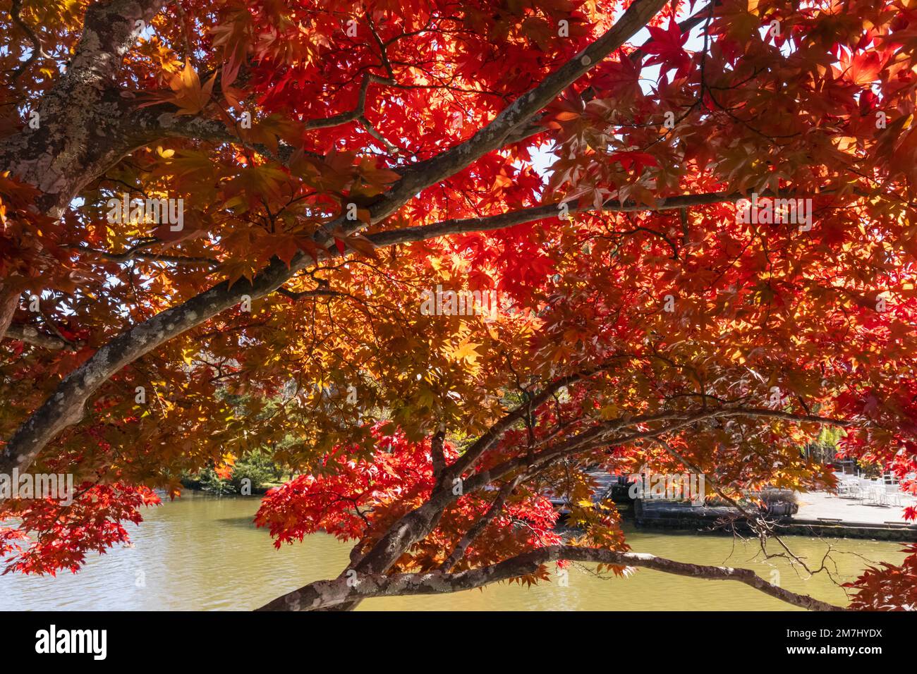 Japan, Honshu, Nagano Prefecture, Karuizawa, Lake Shiozawa, Red Autumn ...