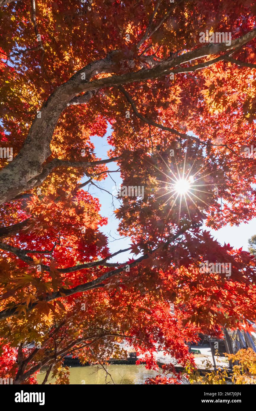 Japan, Honshu, Nagano Prefecture, Karuizawa, Lake Shiozawa, Red Autumn ...