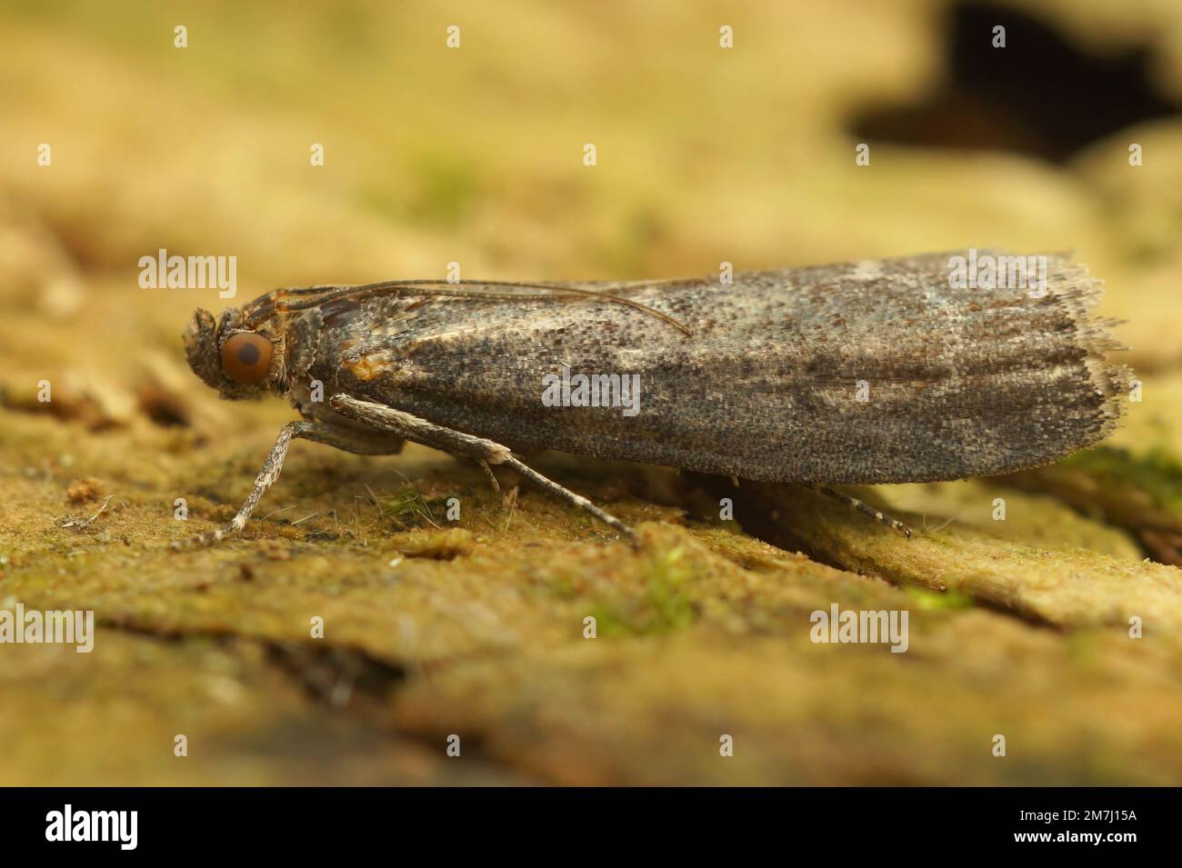 Detailed closeup on the small but rare micro snout moth, Matilella ...