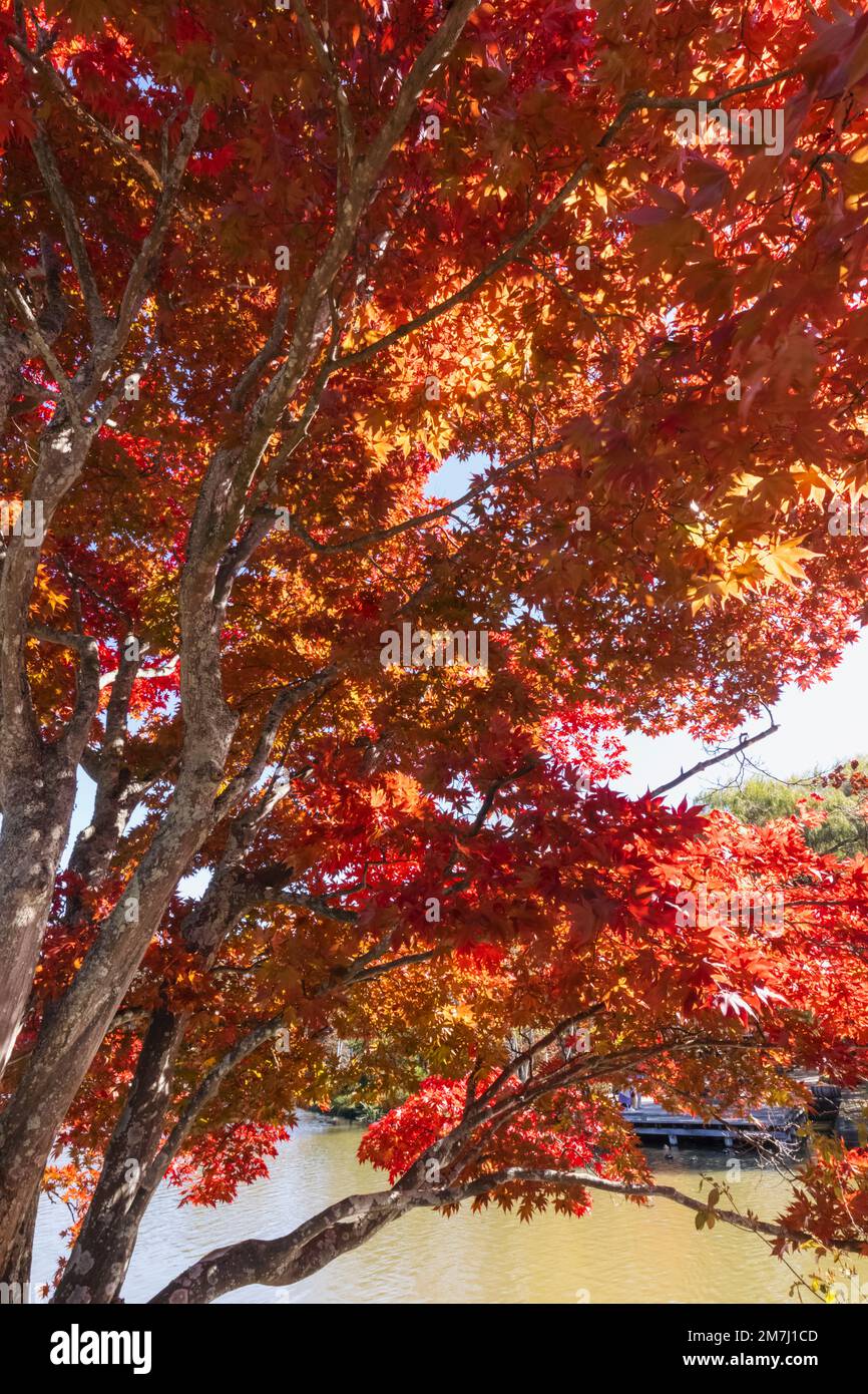 Japan, Honshu, Nagano Prefecture, Karuizawa, Lake Shiozawa, Red Autumn ...
