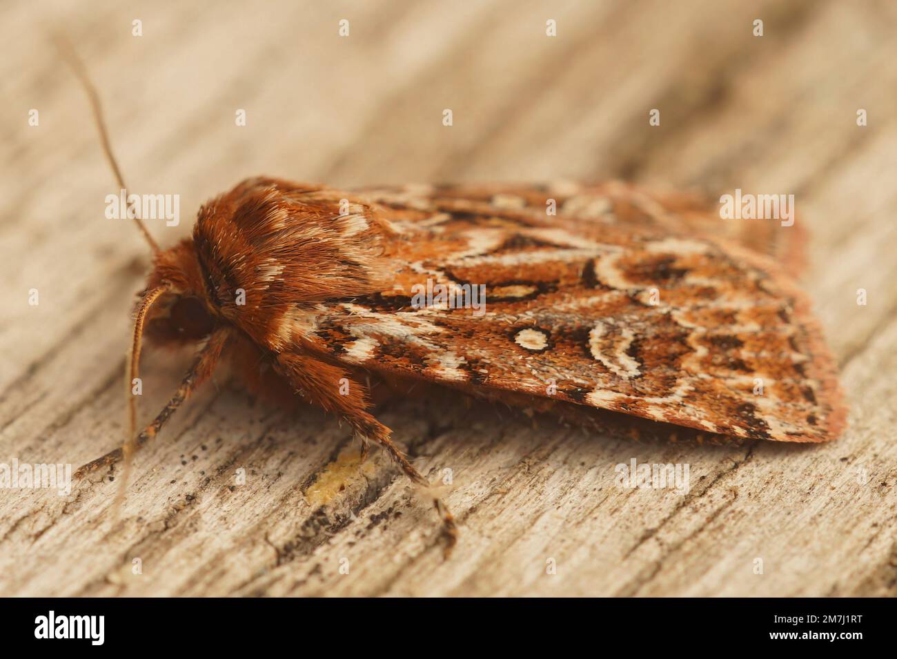 True armyworm moth hi-res stock photography and images - Alamy