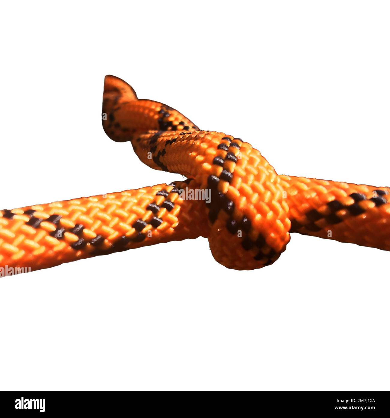 The red rope is tied to a tree in the forest as insurance, isolated on ...