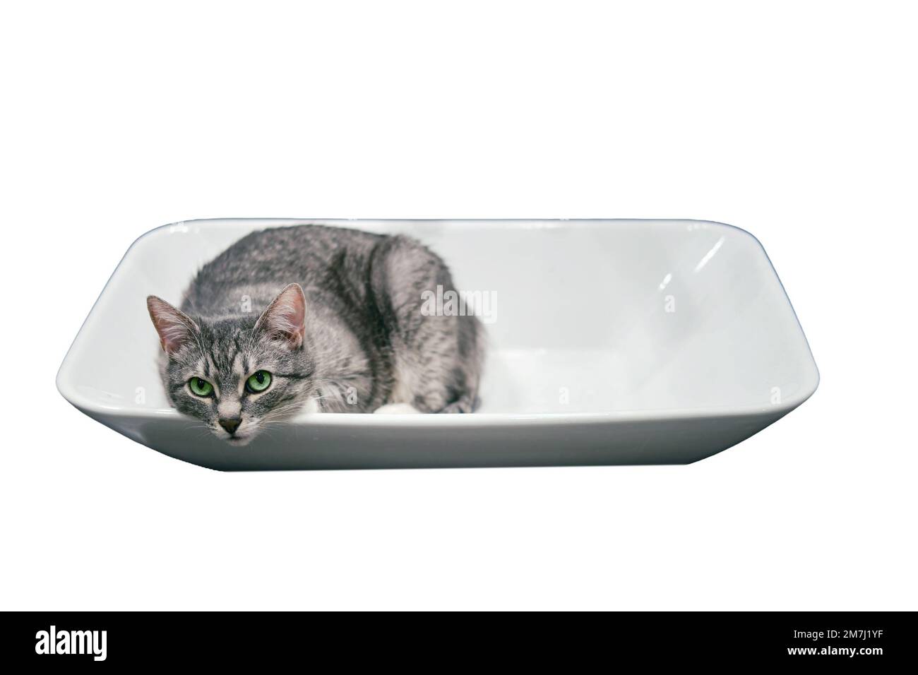 Sad cat looks pitifully green eyes sitting in a white sink, isolated on ...