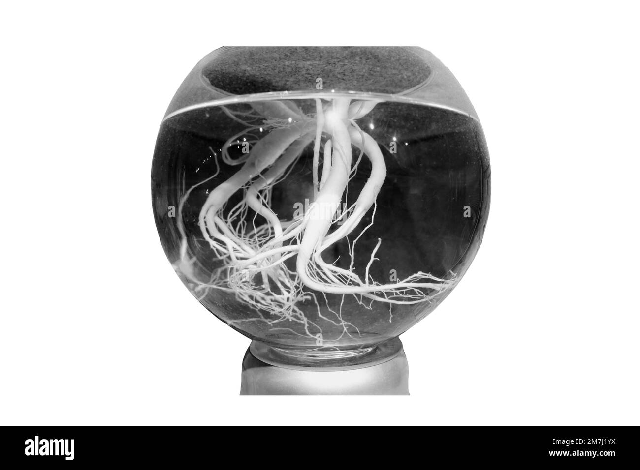 Ginseng root in a glass, isolated on a white background Stock Photo - Alamy