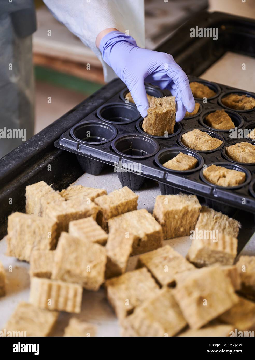 Close up of woman hands holding seed starter plug for planting. Female ...
