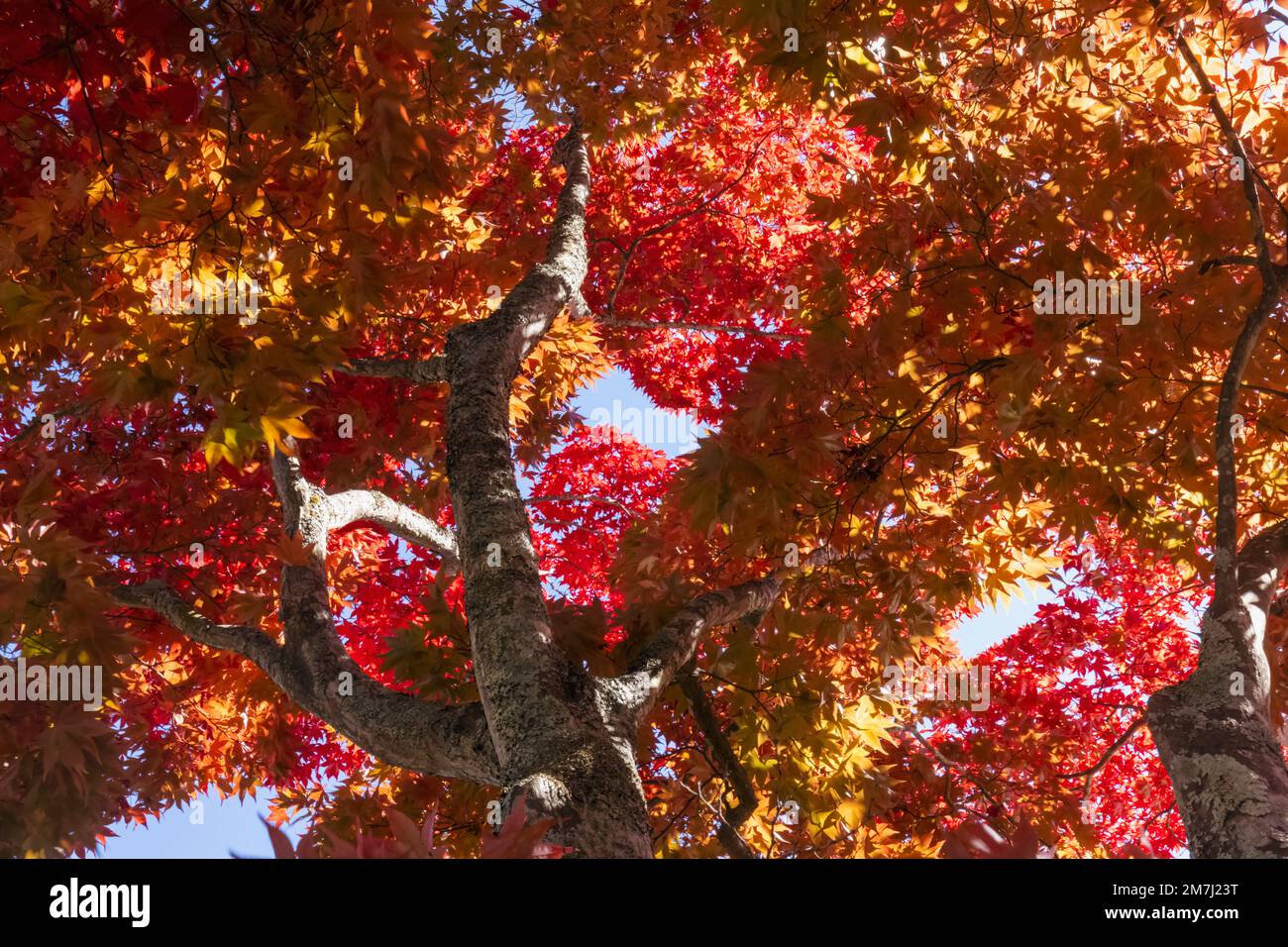 Japan, Honshu, Nagano Prefecture, Karuizawa, Lake Shiozawa, Red Autumn ...