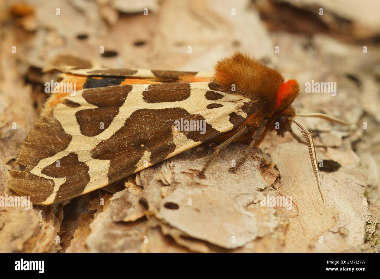 Great tiger moth arctia caja hi-res stock photography and images - Alamy