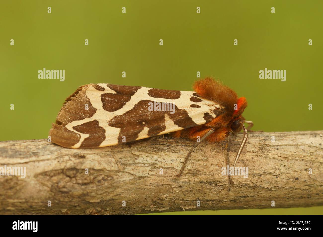 Great tiger moth arctia caja hi-res stock photography and images - Alamy