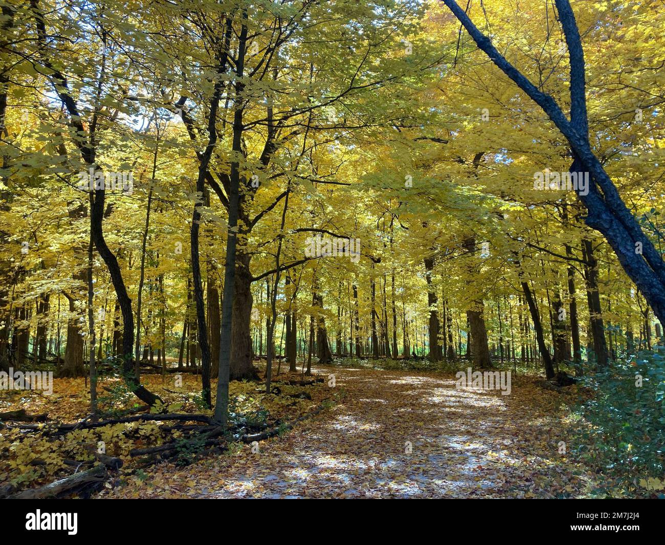 A scenic view of a trail between autumn trees in a park on a sunny day ...