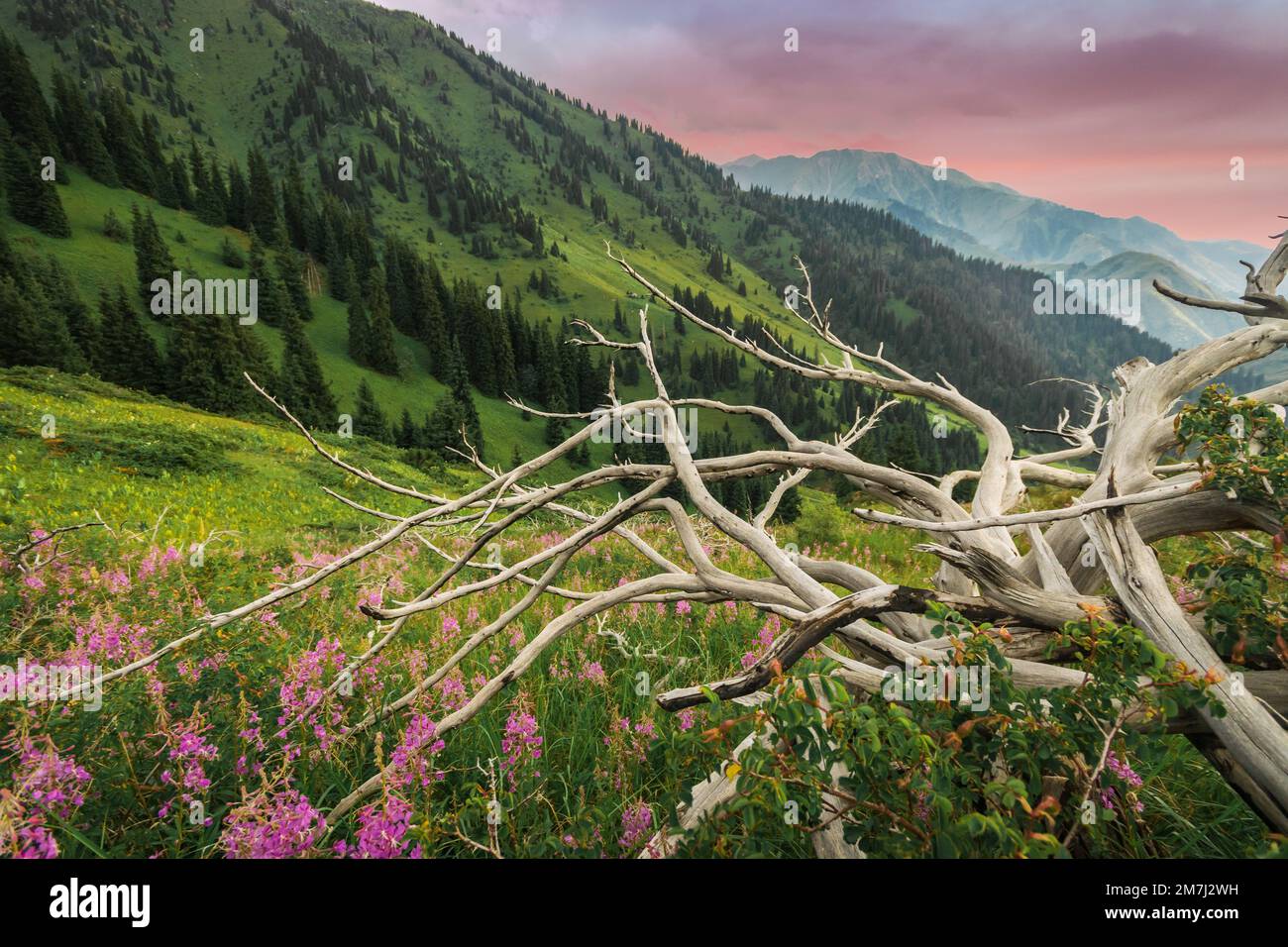 Picturesque mountains of Central Asia in the Tien Shan mountain range. Nature of Kazakhstan in ...