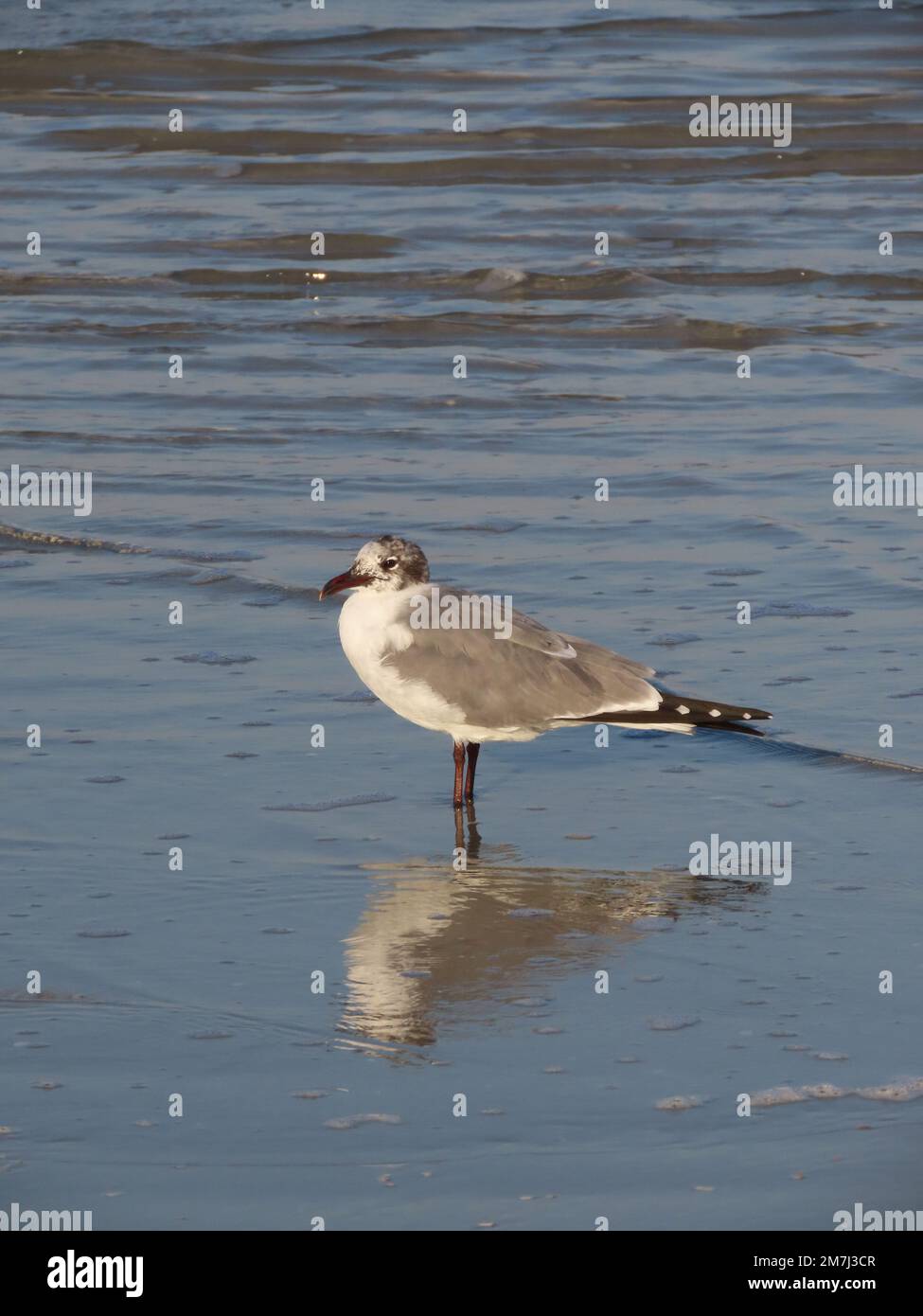A vertical shot of adorable Laughing gull standing in shallow water by ...