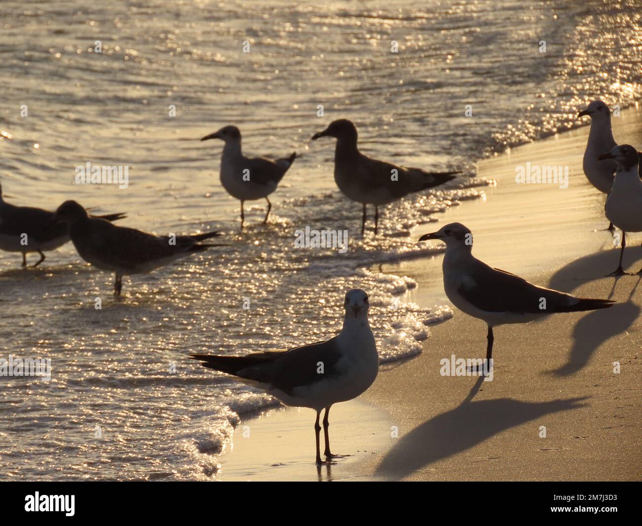 San diago sea hi-res stock photography and images - Alamy