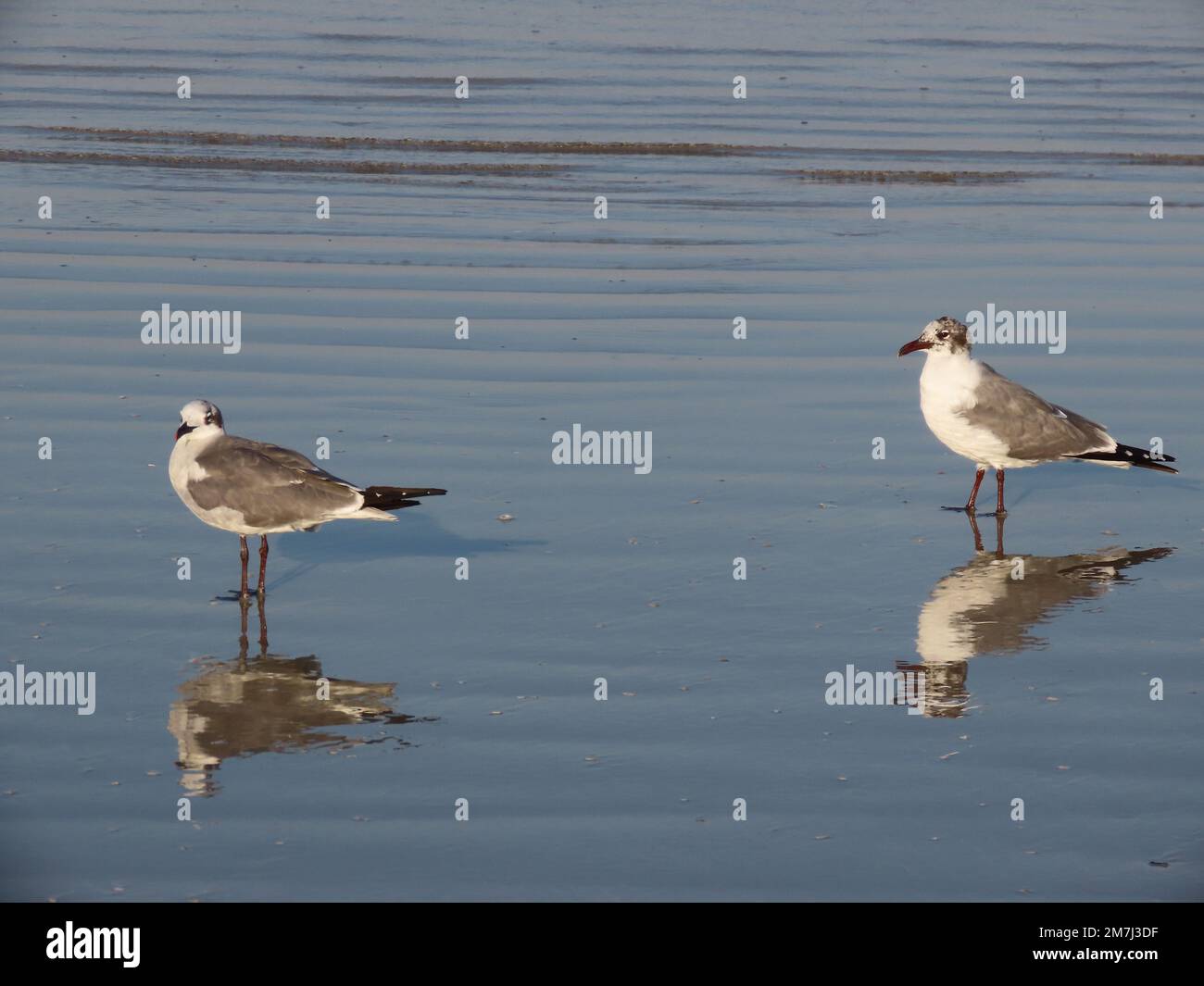 The two adorable Laughing gull standing in shallow water by Anna Maria ...