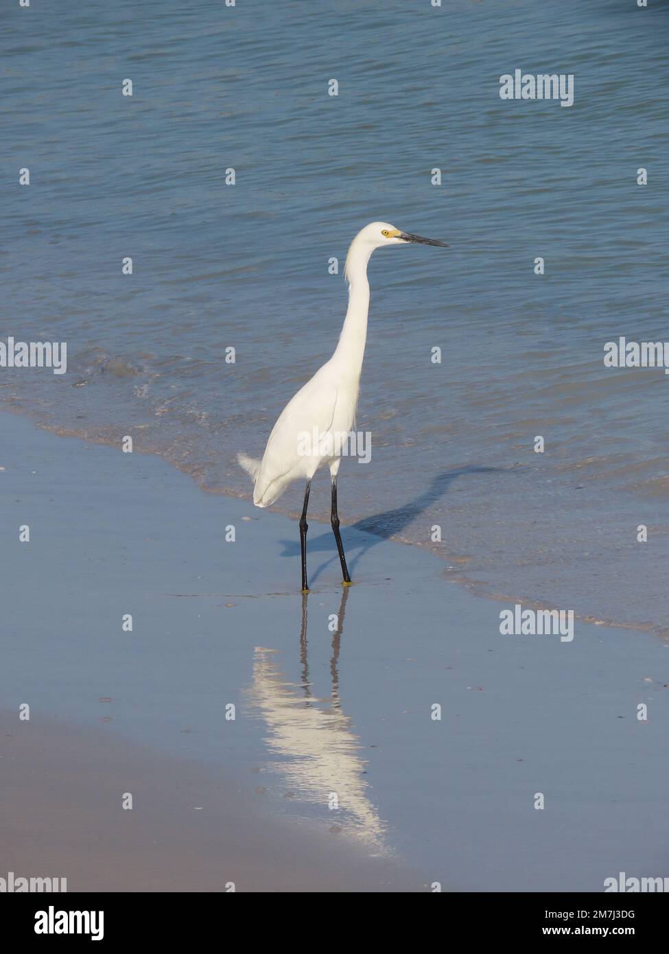 A vertical shot of adorable Egret standing in shallow water by Anna ...