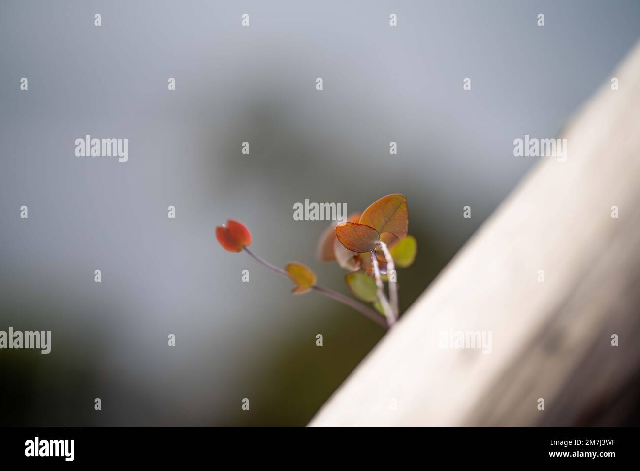 native coastal plants in tasmania australia in summer Stock Photo - Alamy