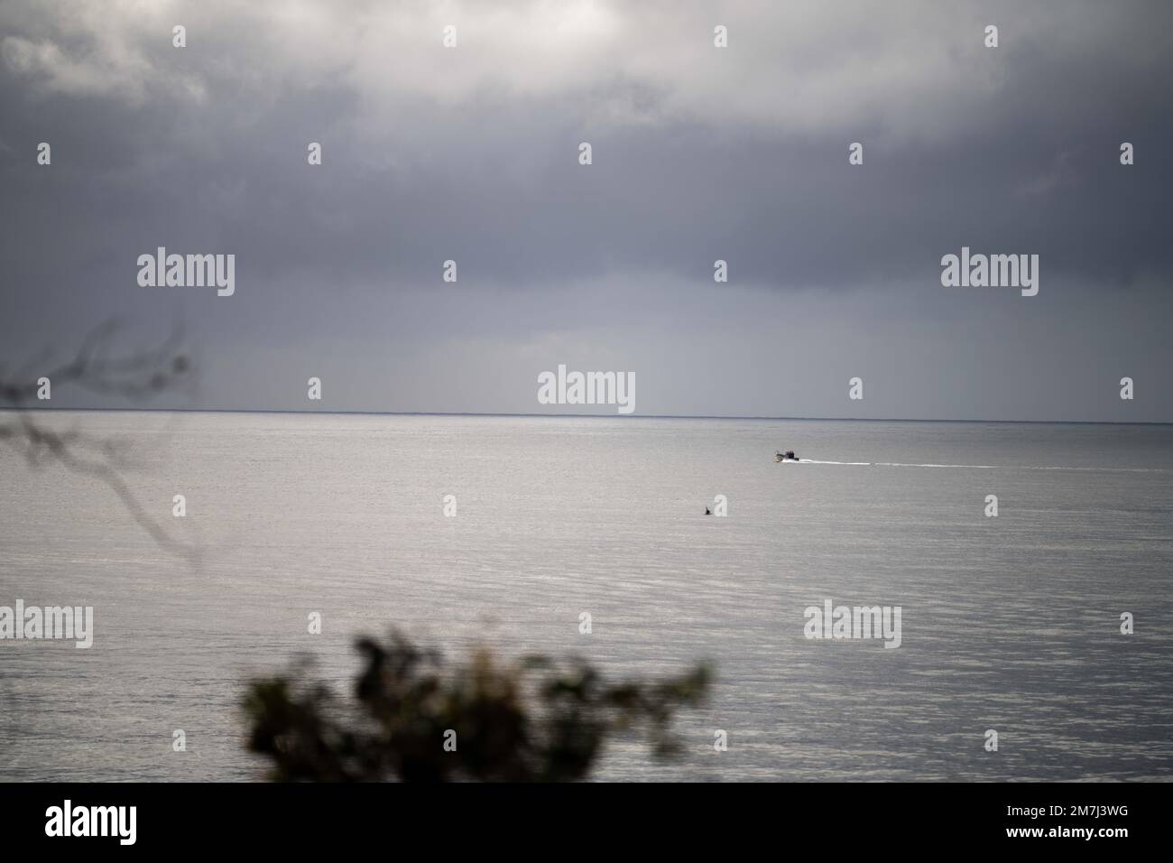 farm on the coast next to the ocean in australia in spring Stock Photo ...