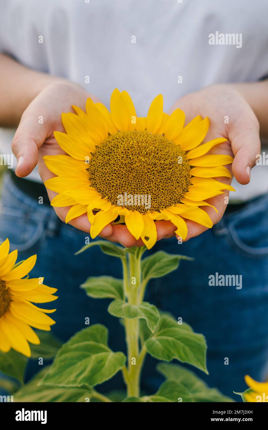 Girl pointing in field yellow hi-res stock photography and images - Alamy