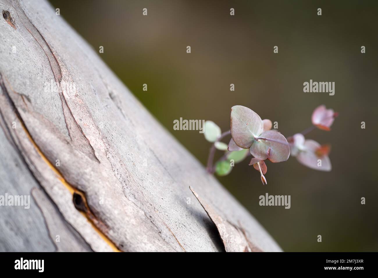 native coastal plants in tasmania australia in summer Stock Photo - Alamy