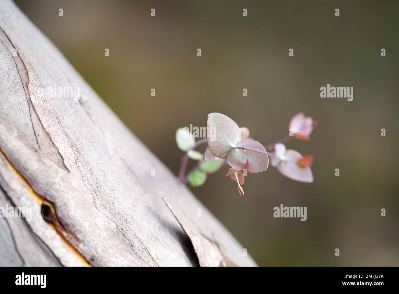 native coastal plants in tasmania australia in summer Stock Photo - Alamy