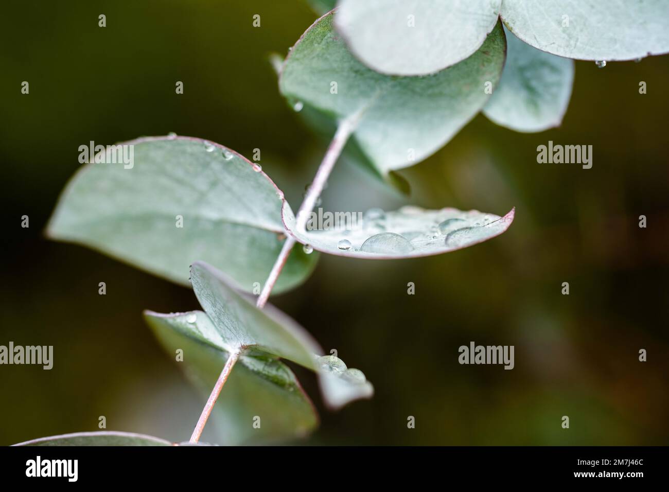 native coastal plants in tasmania australia in summer Stock Photo - Alamy