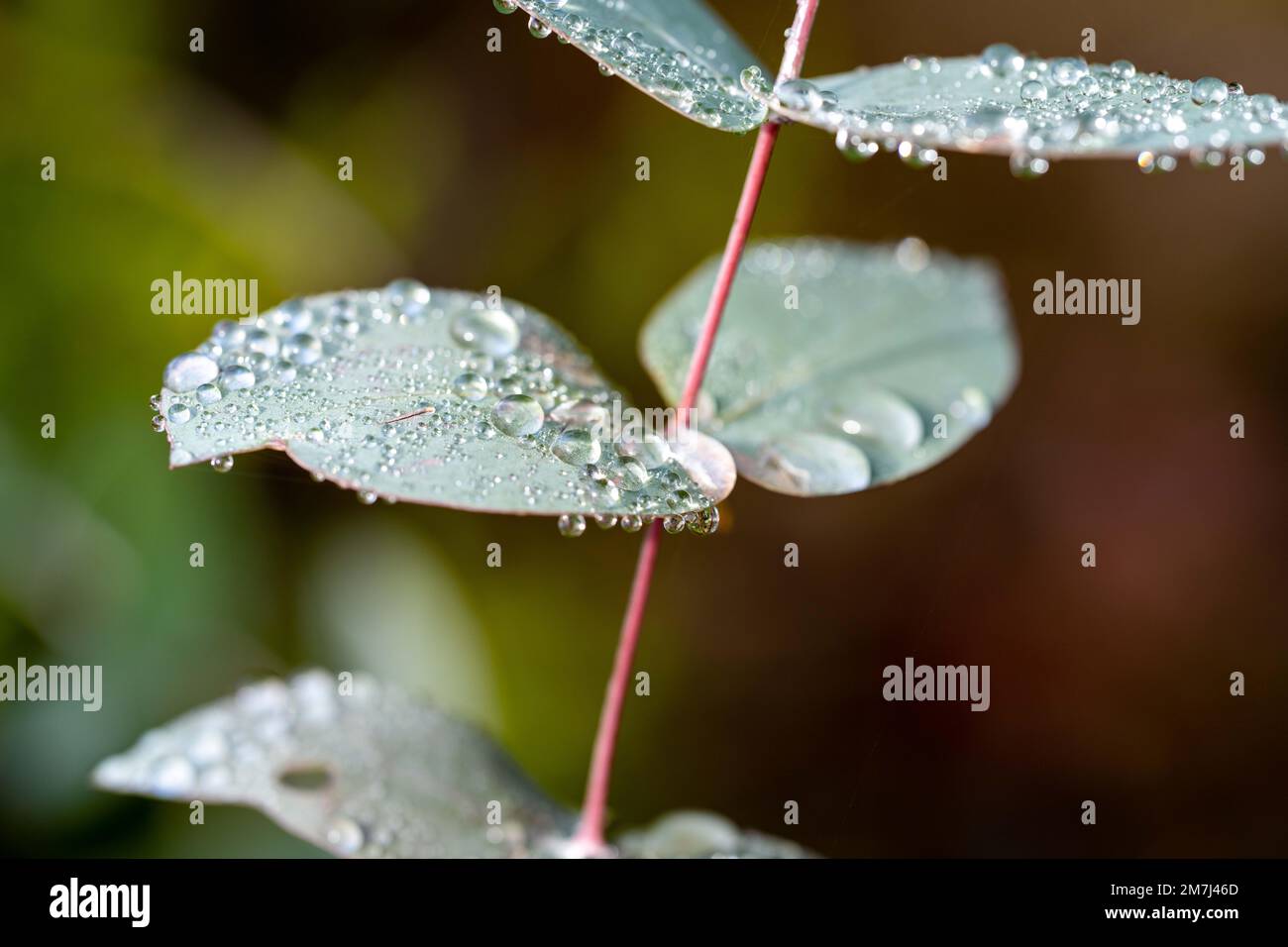 native coastal plants in tasmania australia in summer Stock Photo - Alamy