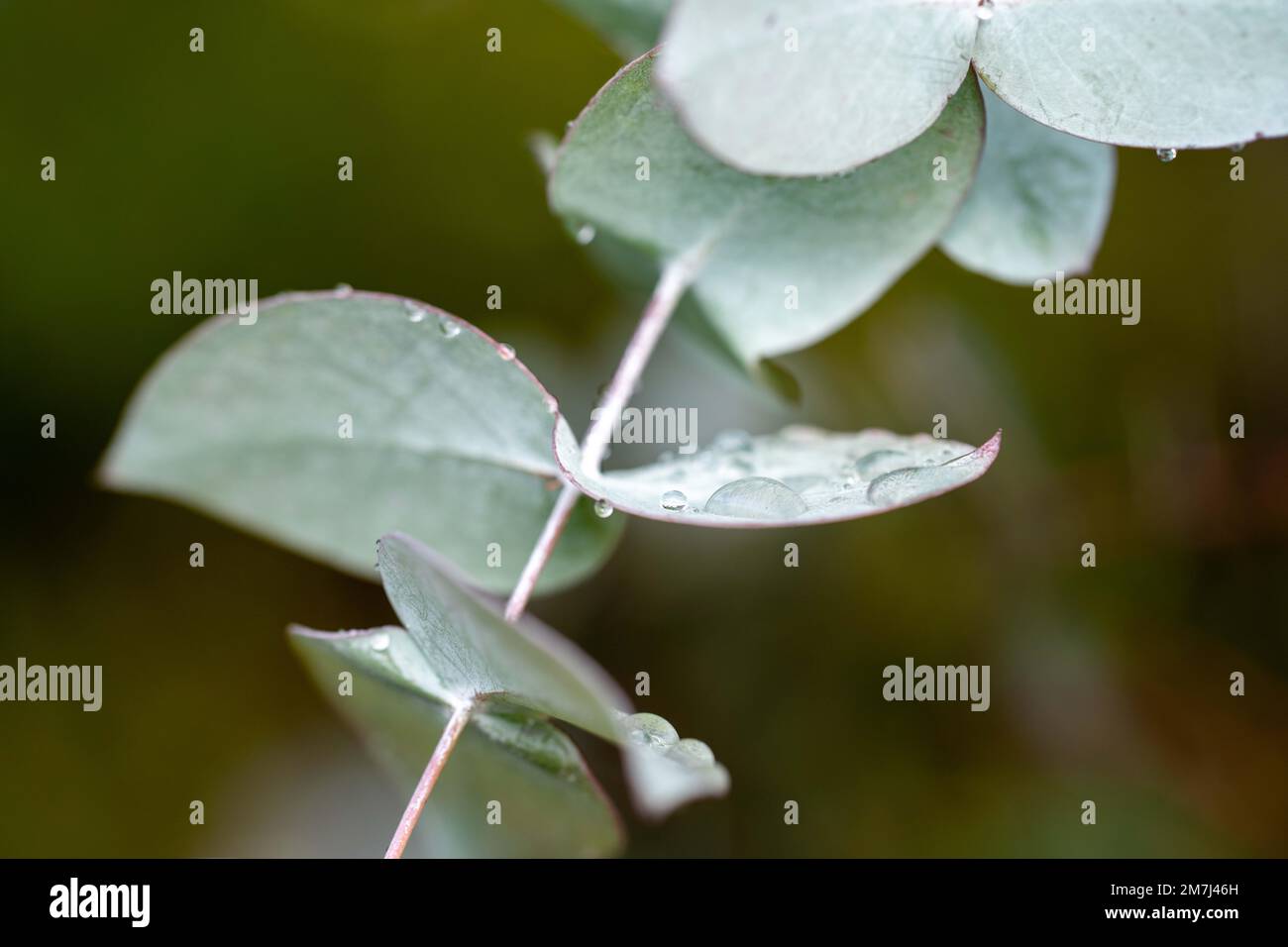 native coastal plants in tasmania australia in summer Stock Photo - Alamy