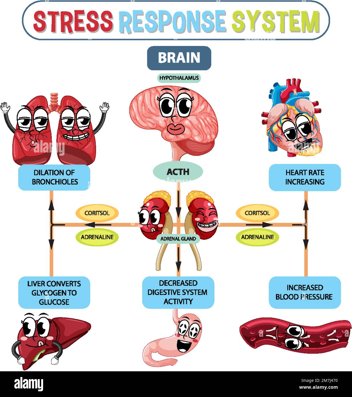Stress Response System Diagram Stress Response System Scheme