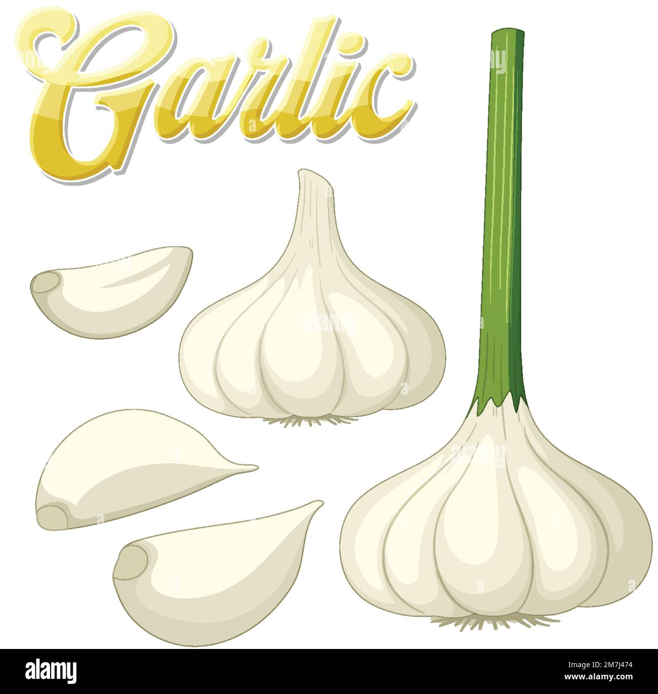 Garlic in cartoon style isolated illustration Stock Vector Image & Art ...