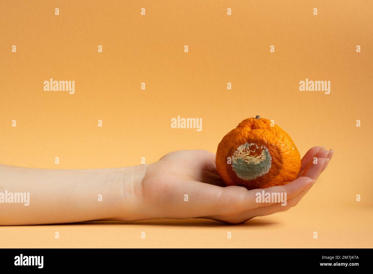 Moldy orange in hand. Stop wasting food. Rottan moldy fruit. Mould ...