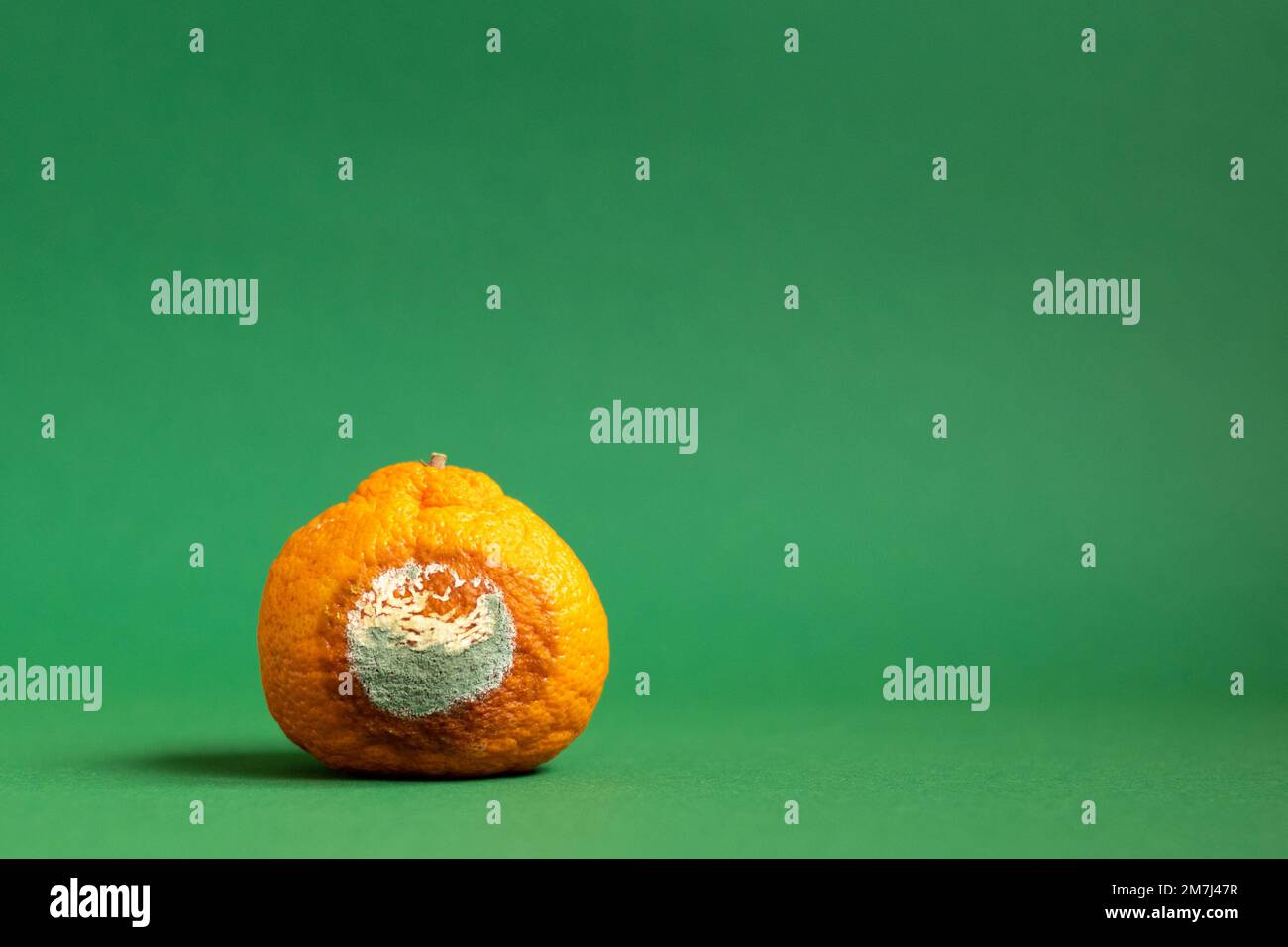 Concept of stop food waste day. Moldy orange. Rottan moldy fruit. Mould ...
