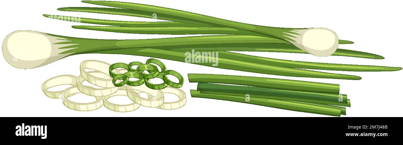 Cartoon spring onion isolated illustration Stock Vector Image & Art - Alamy