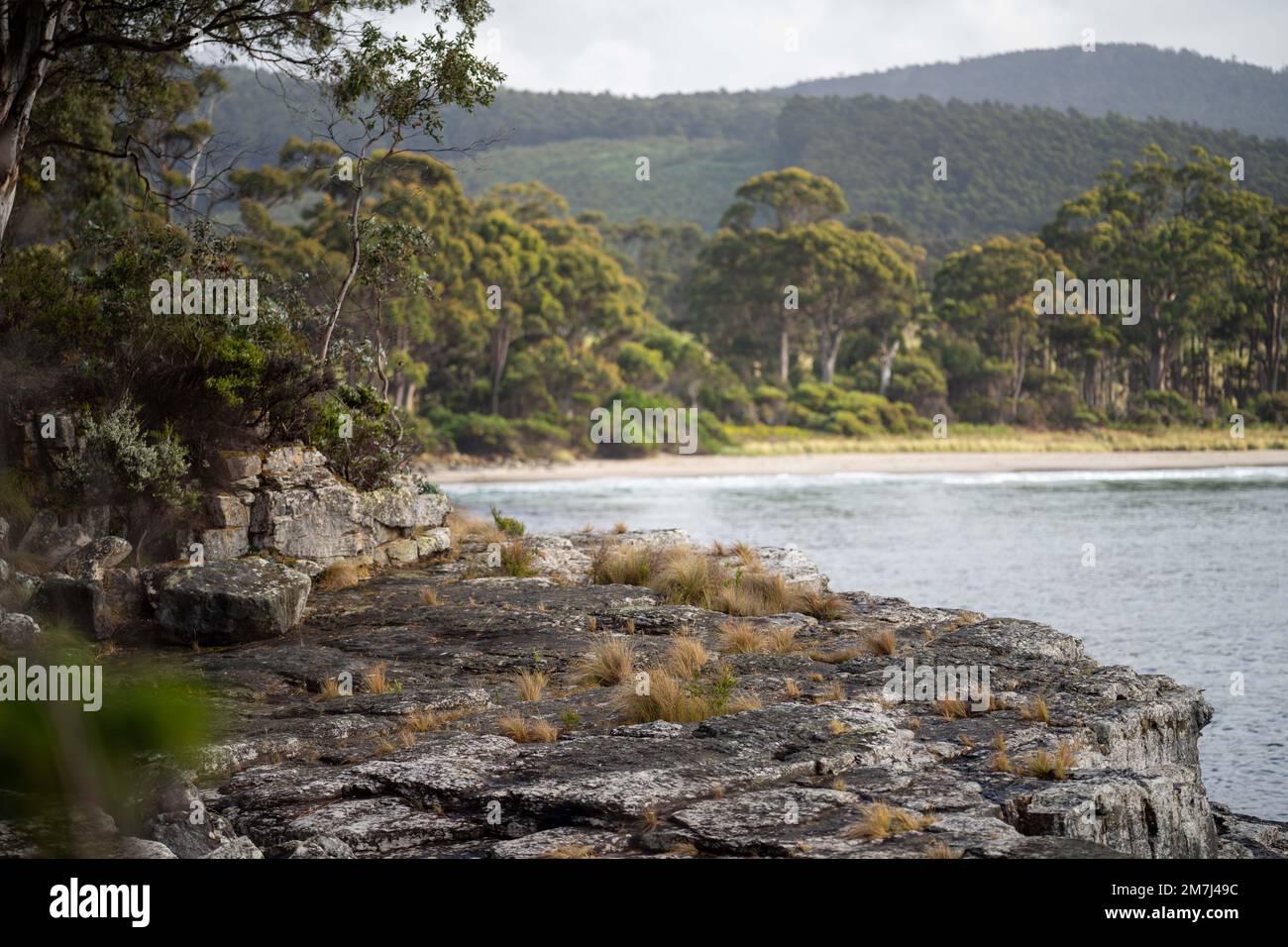 native coastal plants in tasmania australia in summer Stock Photo - Alamy