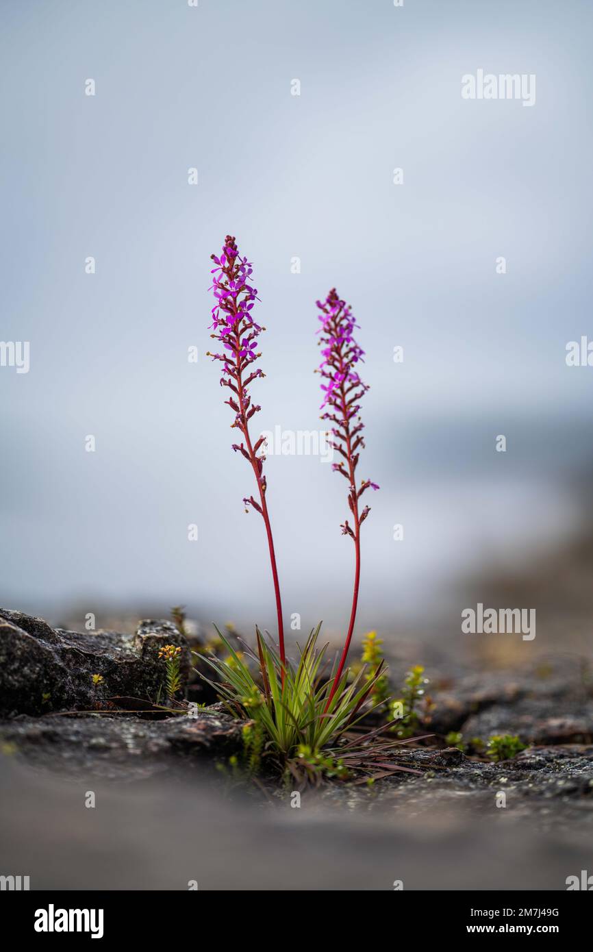 native coastal plants in tasmania australia in summer Stock Photo - Alamy