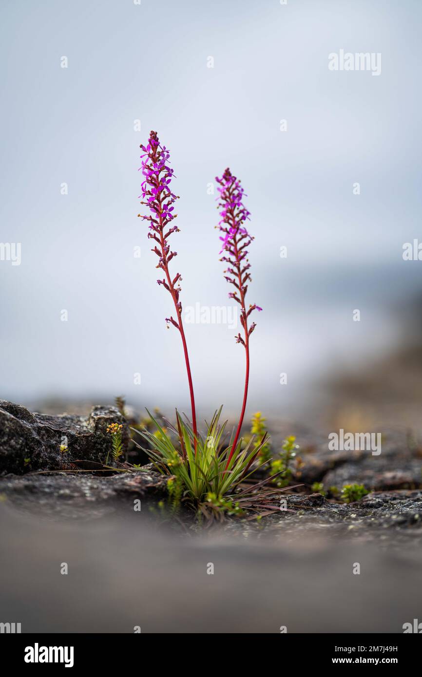 native coastal plants in tasmania australia in summer Stock Photo - Alamy