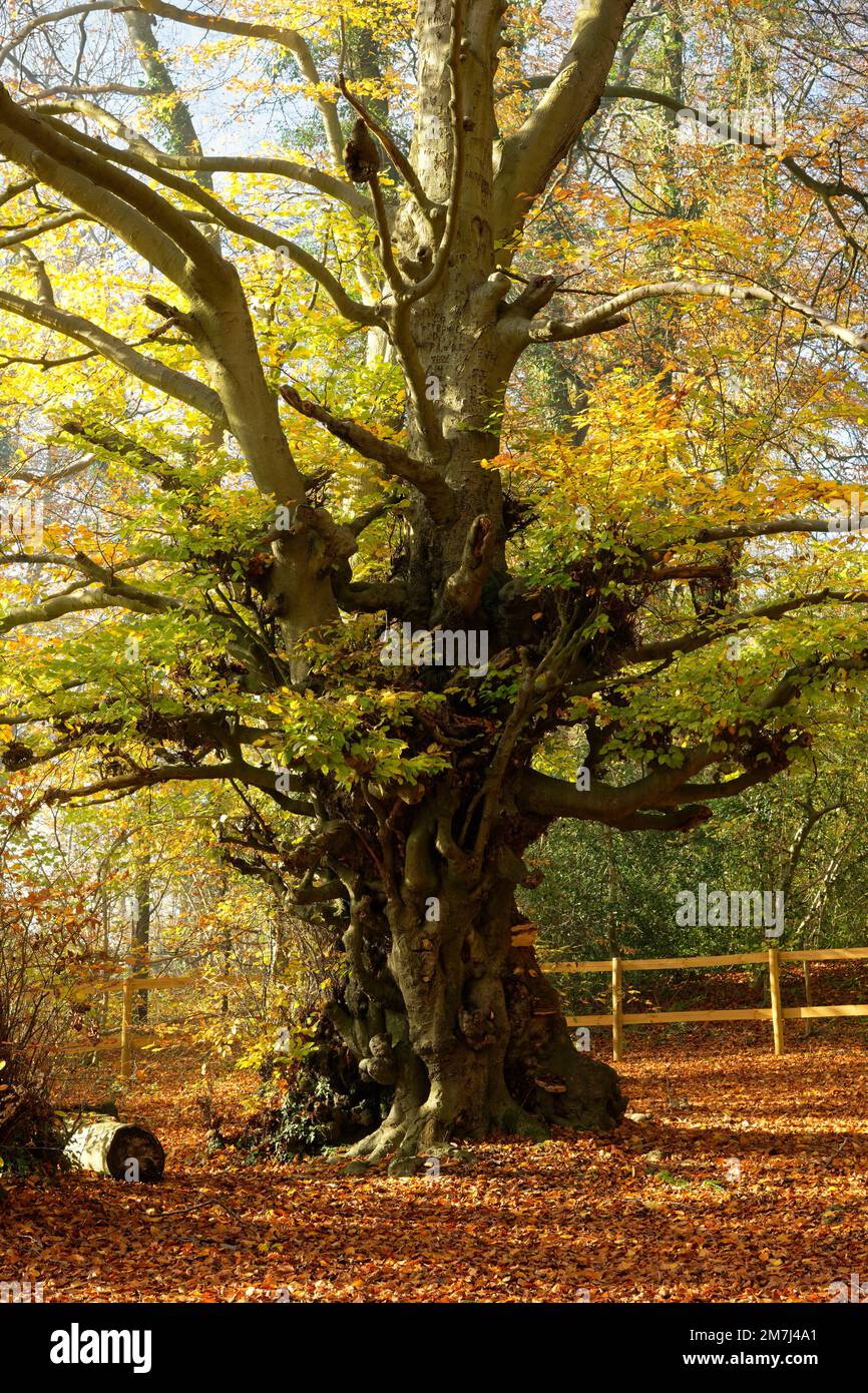 Vintage Beech Tree in Buckholt Wood - Fagus sylvatica Stock Photo - Alamy