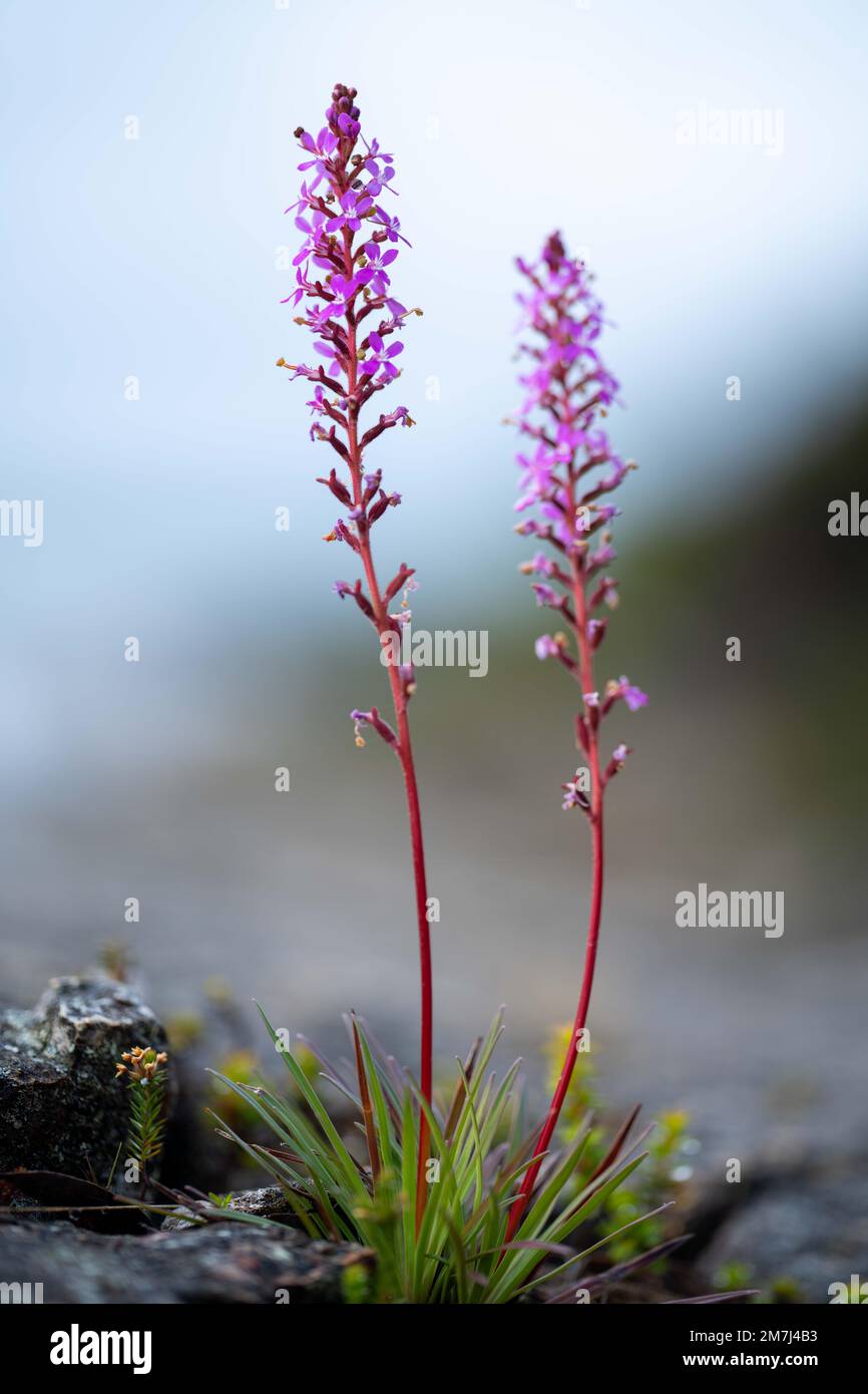 native coastal plants in tasmania australia in summer Stock Photo - Alamy