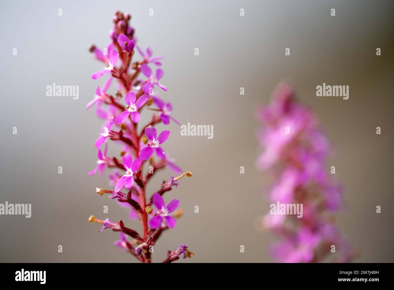 native coastal plants in tasmania australia in summer Stock Photo - Alamy