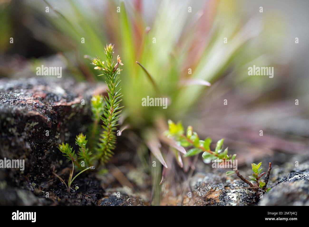 native coastal plants in tasmania australia in summer Stock Photo - Alamy