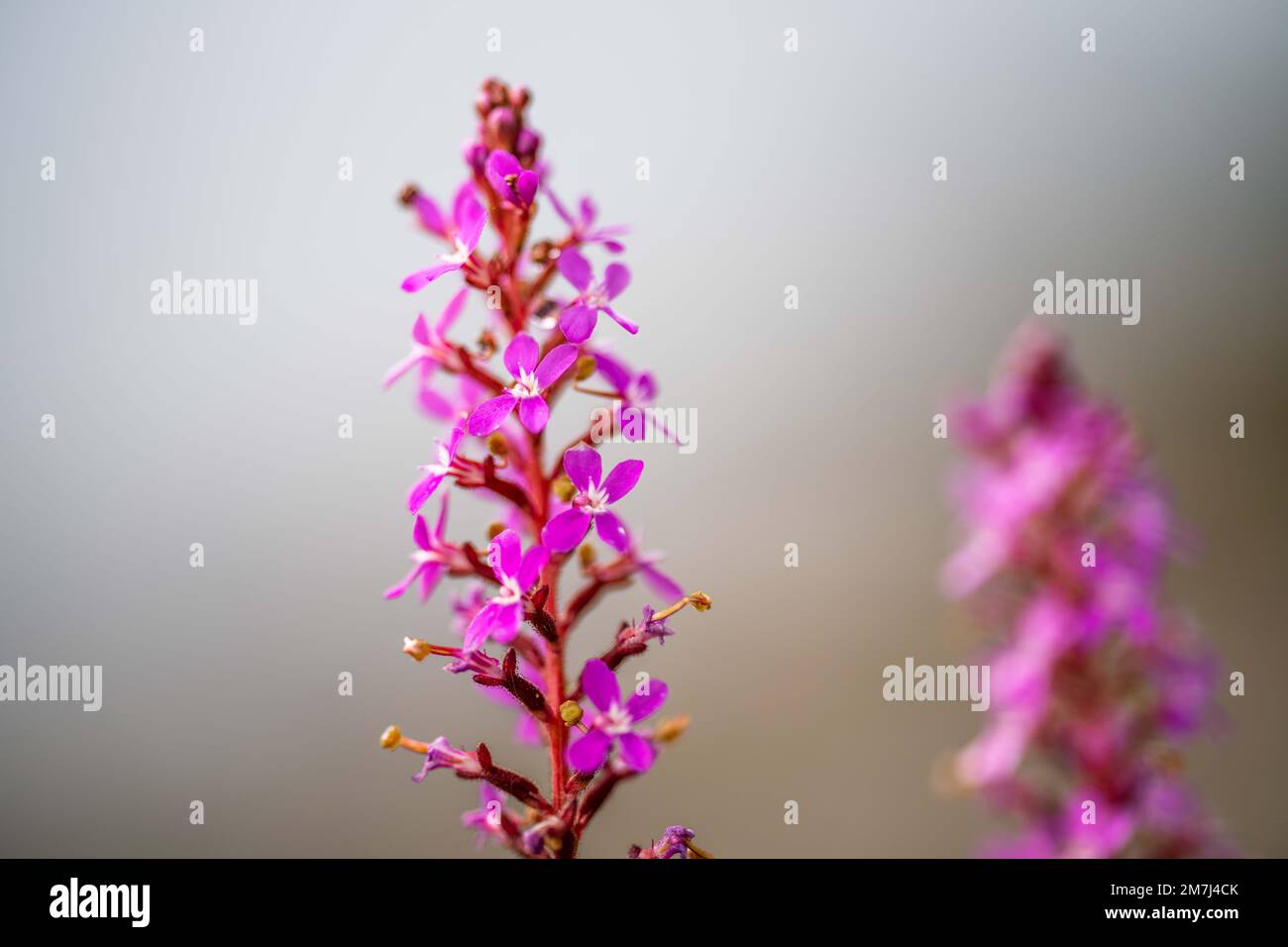 Native coastal plants hi-res stock photography and images - Alamy