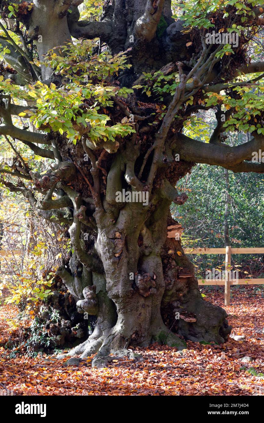 Vintage Beech Tree in Buckholt Wood - Fagus sylvatica Stock Photo - Alamy