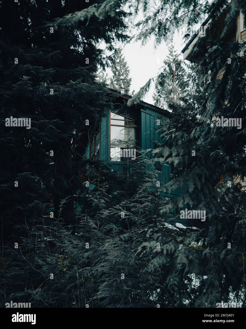 A vertical shot of a green modern house in a forest Stock Photo - Alamy