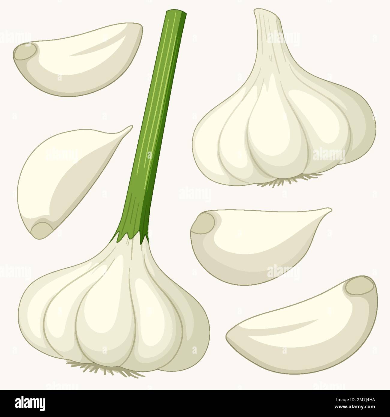 Garlic in cartoon style isolated illustration Stock Vector Image & Art ...