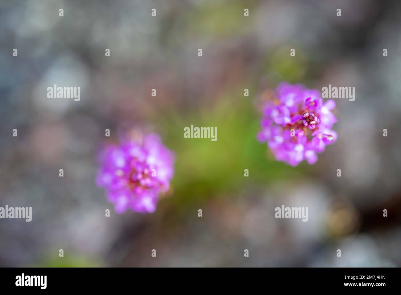 native coastal plants in tasmania australia in summer Stock Photo - Alamy