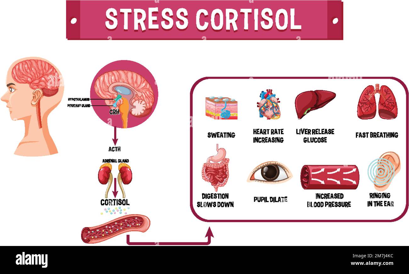 Stress cortisol system scheme illustration Stock Vector Image & Art - Alamy