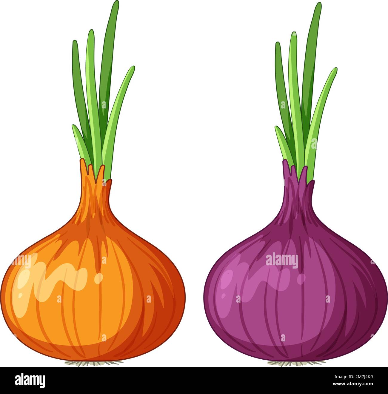 Red shallot and onion vector illustration Stock Vector Image & Art - Alamy