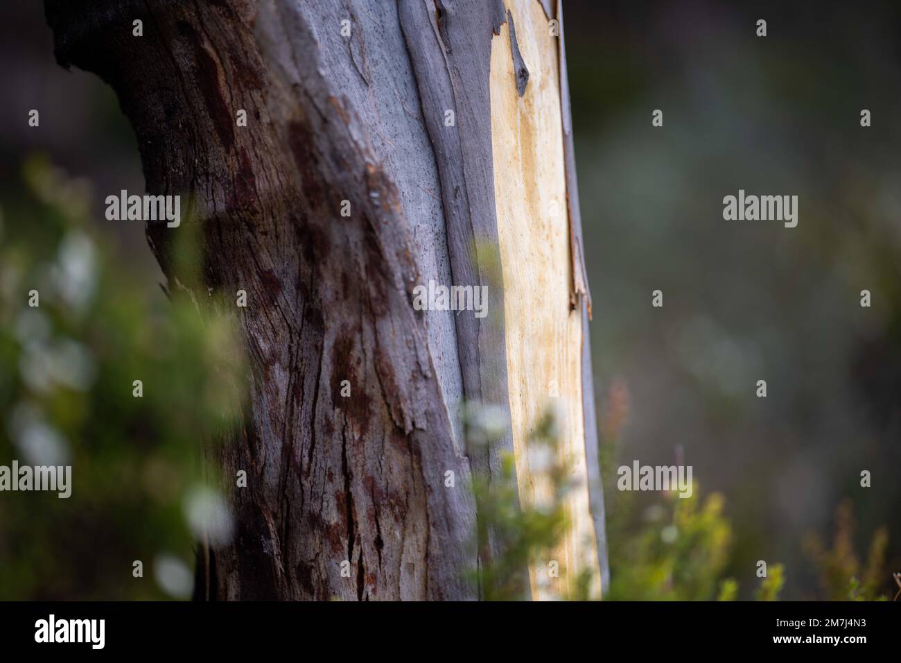 native coastal plants in tasmania australia in summer Stock Photo - Alamy
