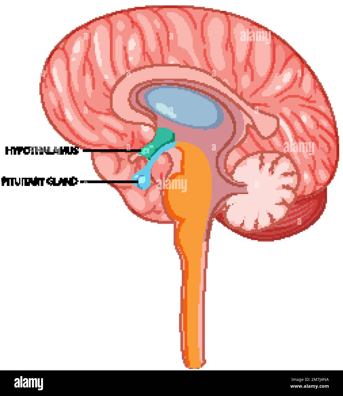 Brain hypothalamus and pituitary gland vector illustration Stock Vector Image & Art - Alamy