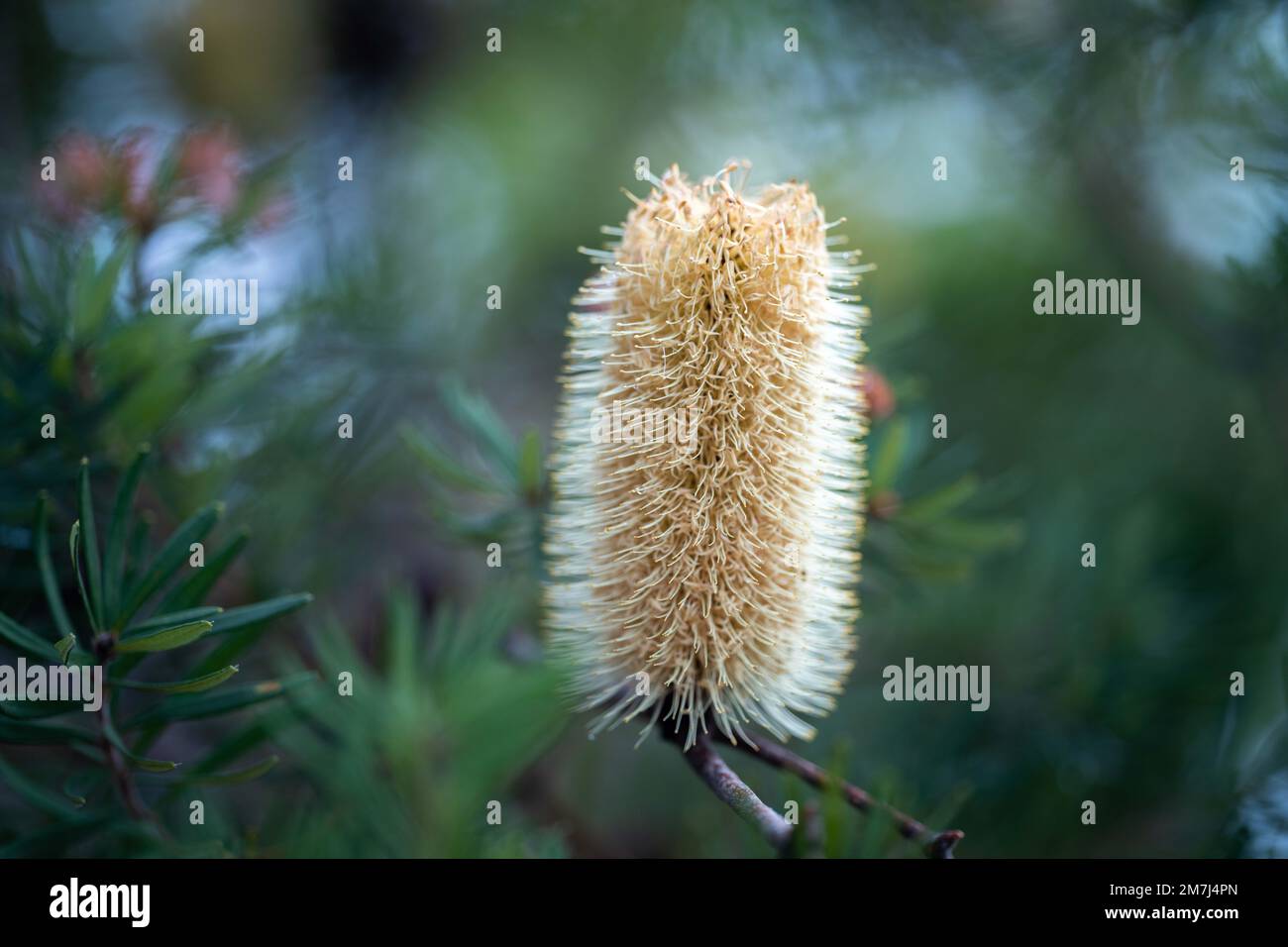 native coastal plants in tasmania australia in summer Stock Photo - Alamy
